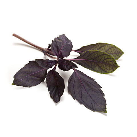 Basil, Opal | MARKON