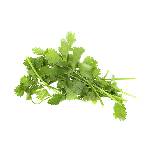 Cilantro, MFC | MARKON