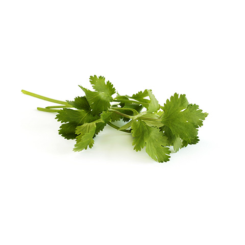 Cilantro, Washed & Trimmed, RSS | MARKON