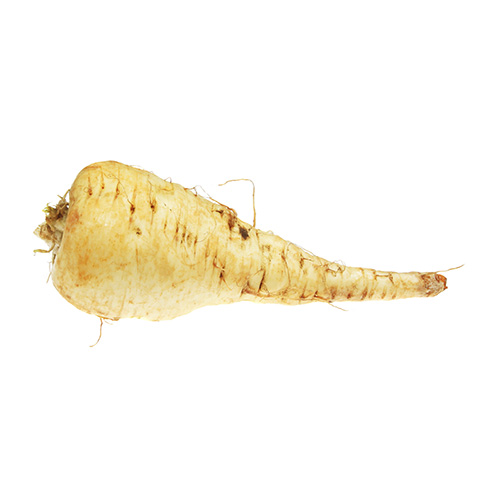 Parsnip Root | MARKON