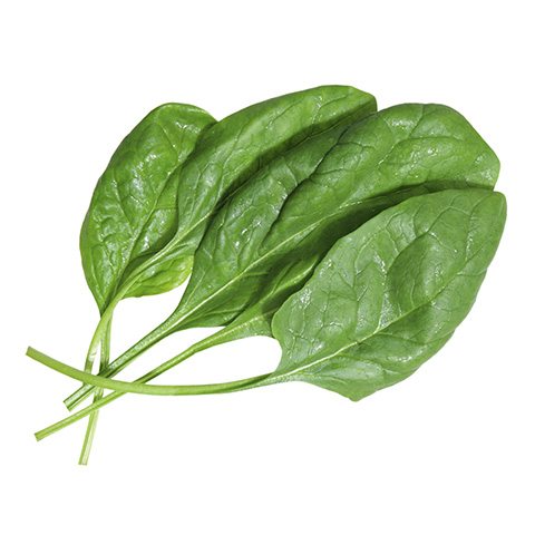 Spinach, Savoy | MARKON