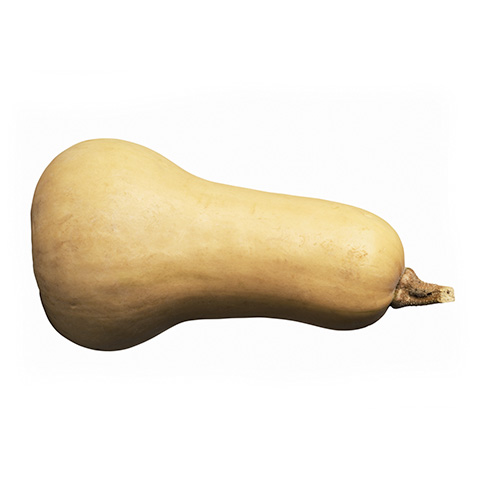 Squash, Hard Shell, Butternut | MARKON
