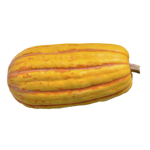 Squash, Hard Shell, Delicata | MARKON